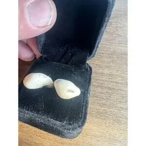 Unbranded | Accents | Lot Of 2 Old Elk Ivory Bull Teeth Tooth Craft ...